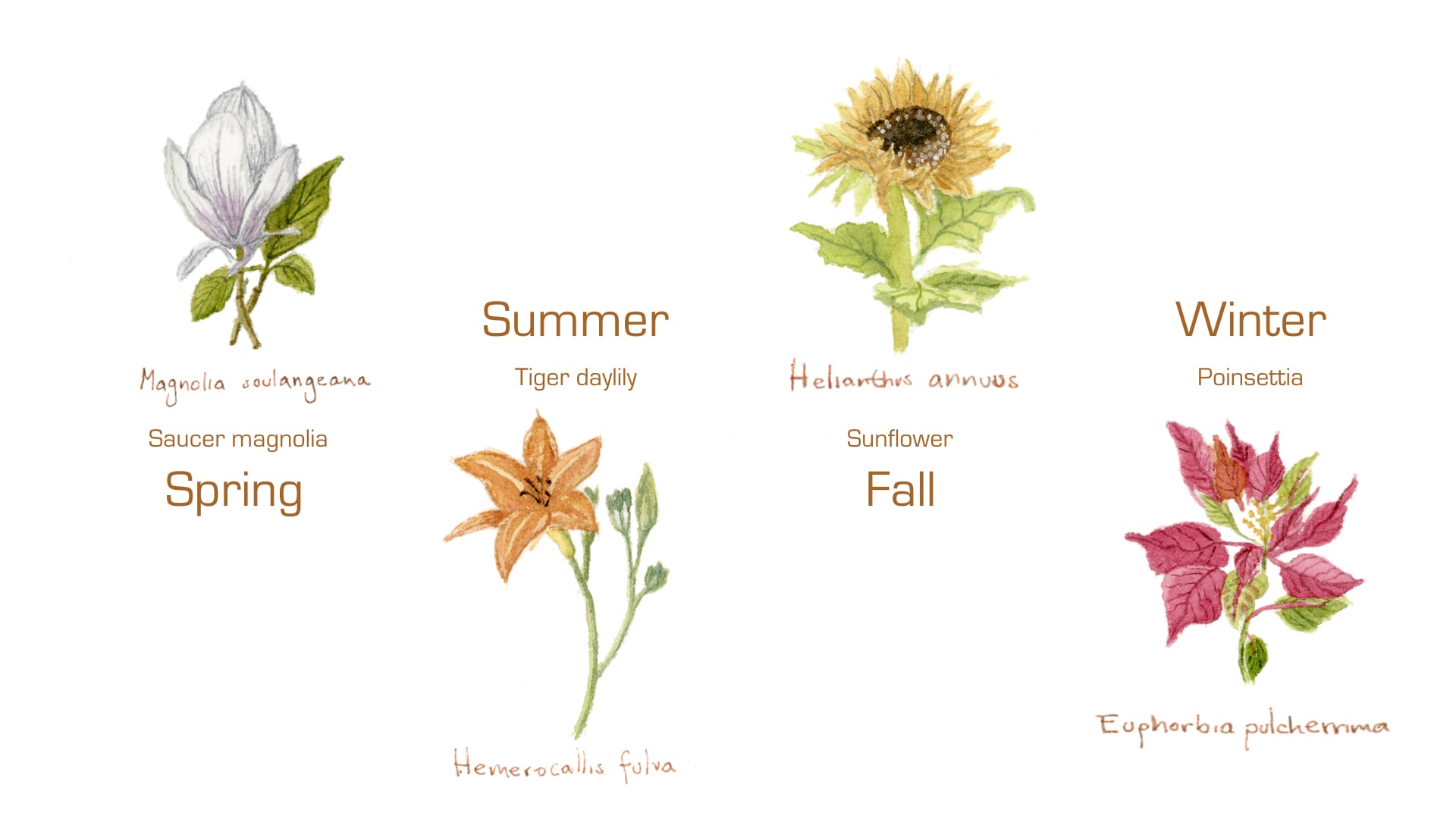 From Seeds to Blooms · Harrison Public Library